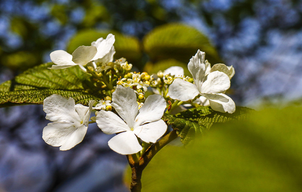 富士写ケ岳: 白山を歩いて3