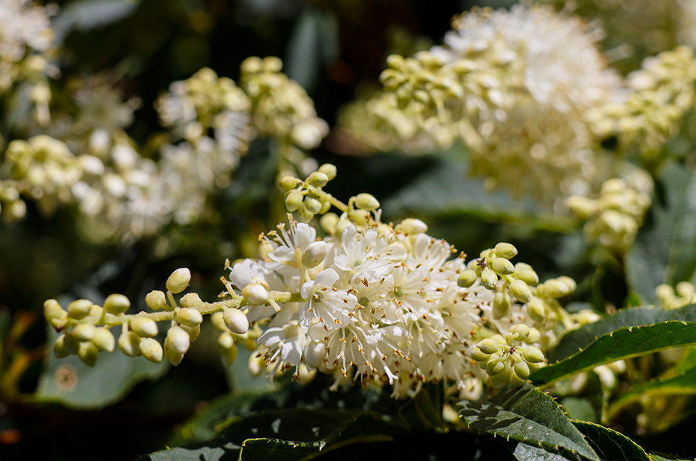 車で部子山: 白山を歩いて3