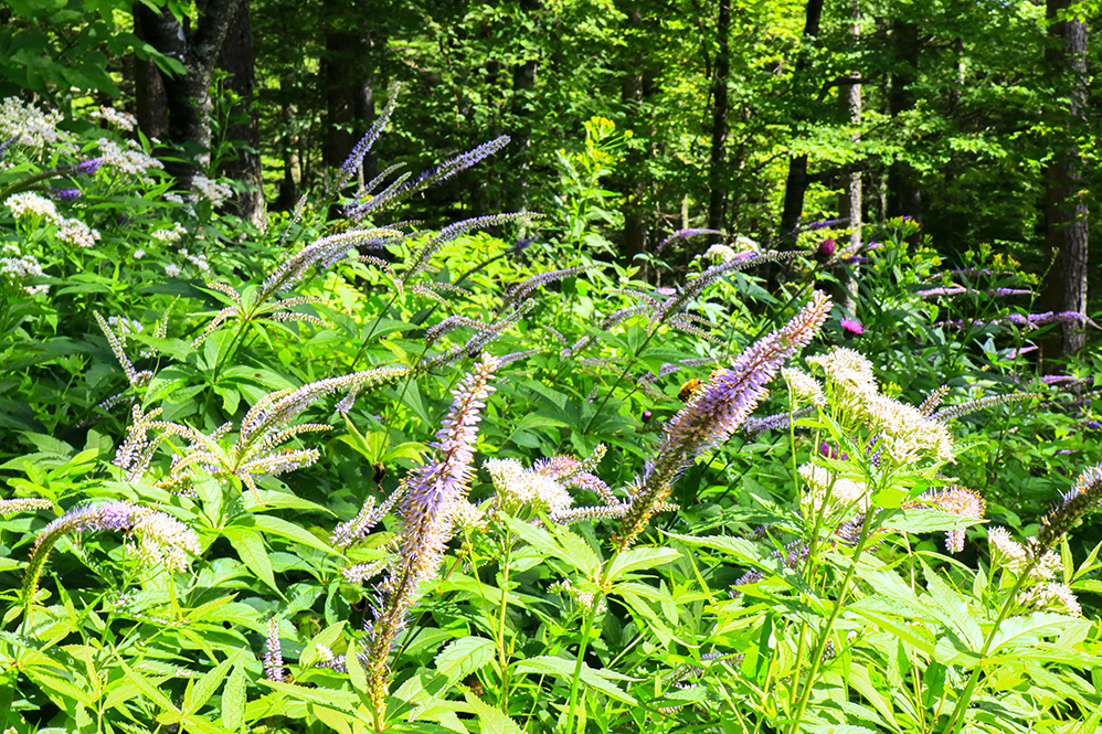 入笠山: 白山を歩いて3