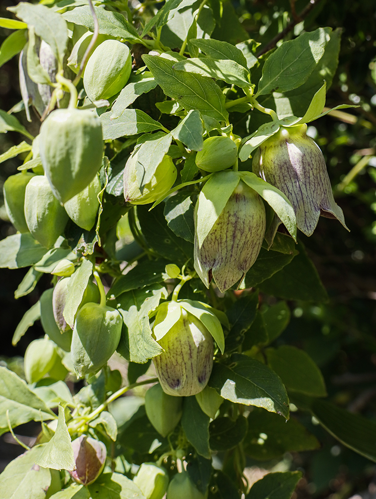 奥獅子吼山: 白山を歩いて3